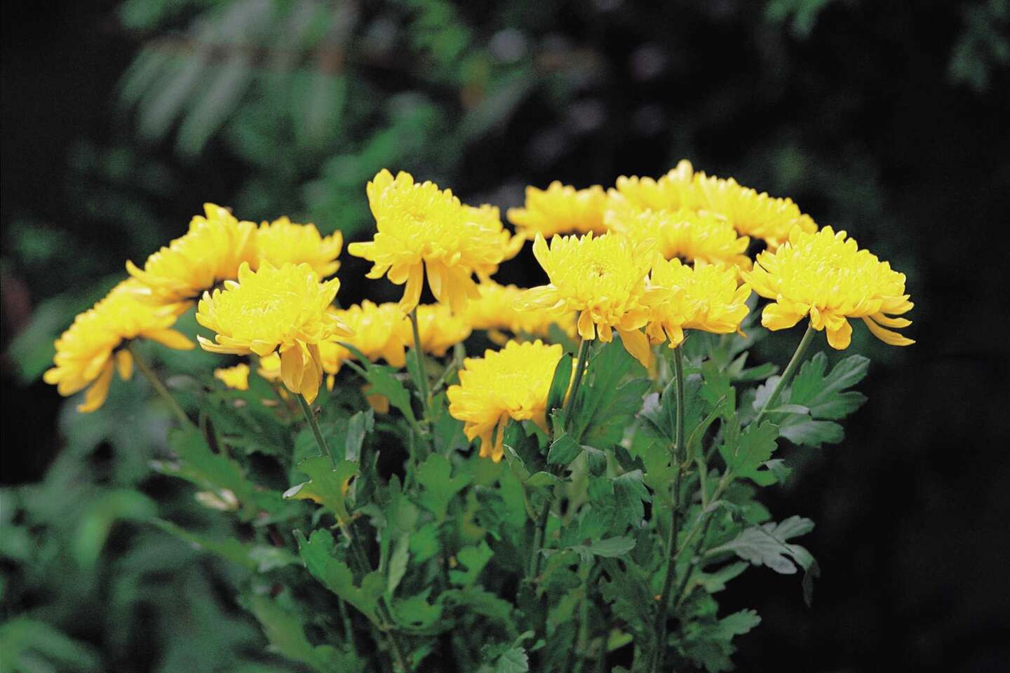What Insects Can Attack Mums?
