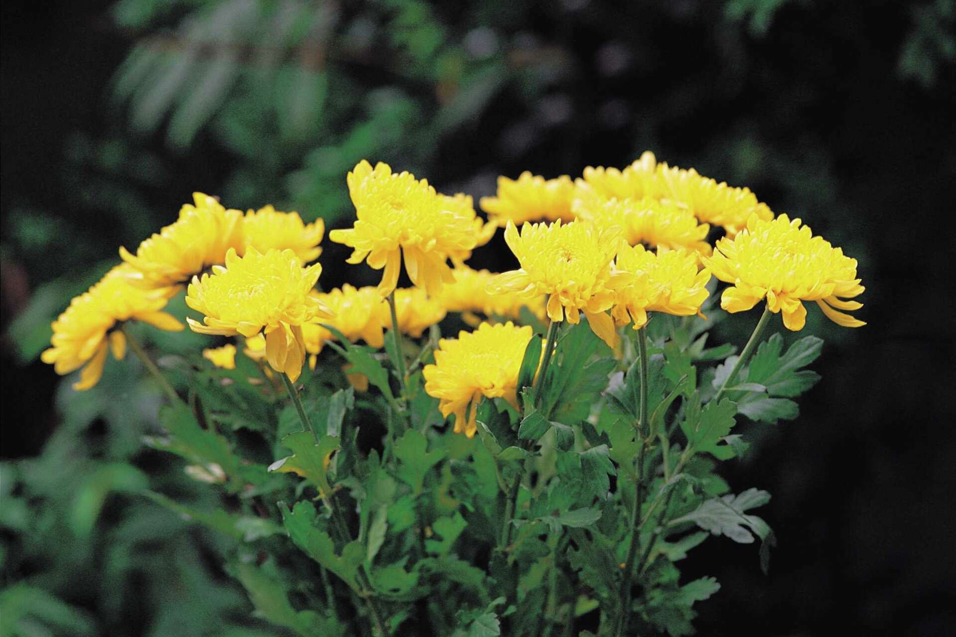 What Insects Can Attack Mums?