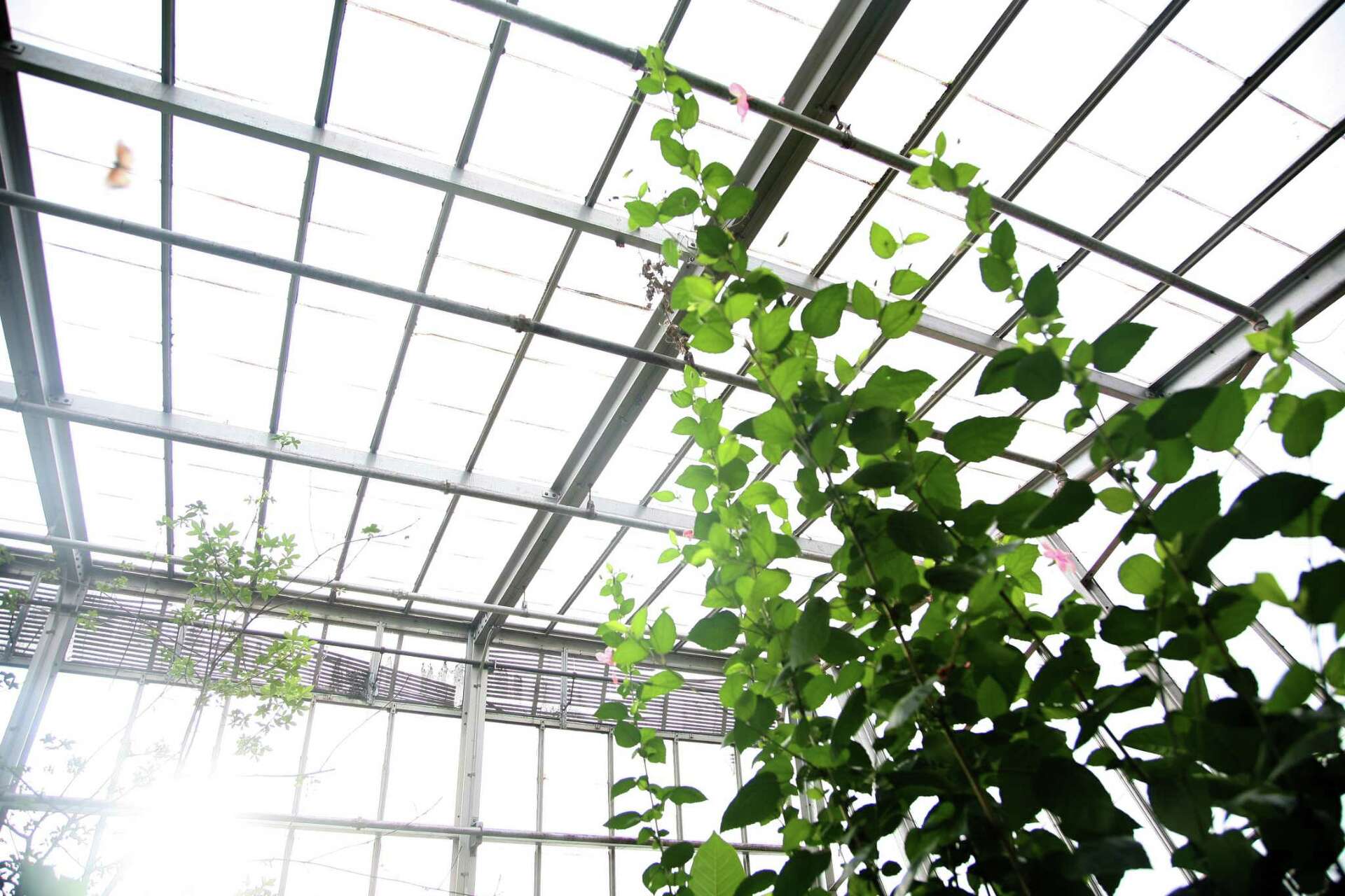 What Are Greenhouse Windows Made Of?