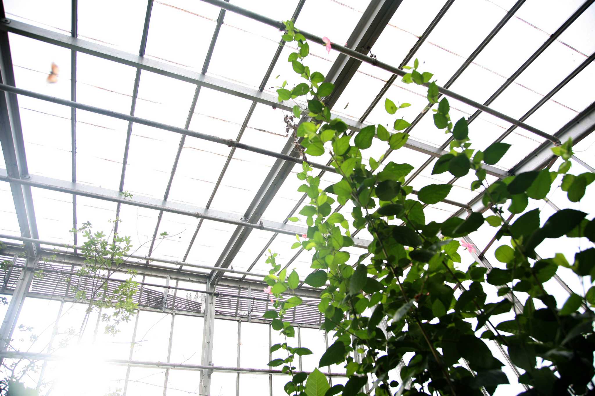 What Are Greenhouse Windows Made Of?