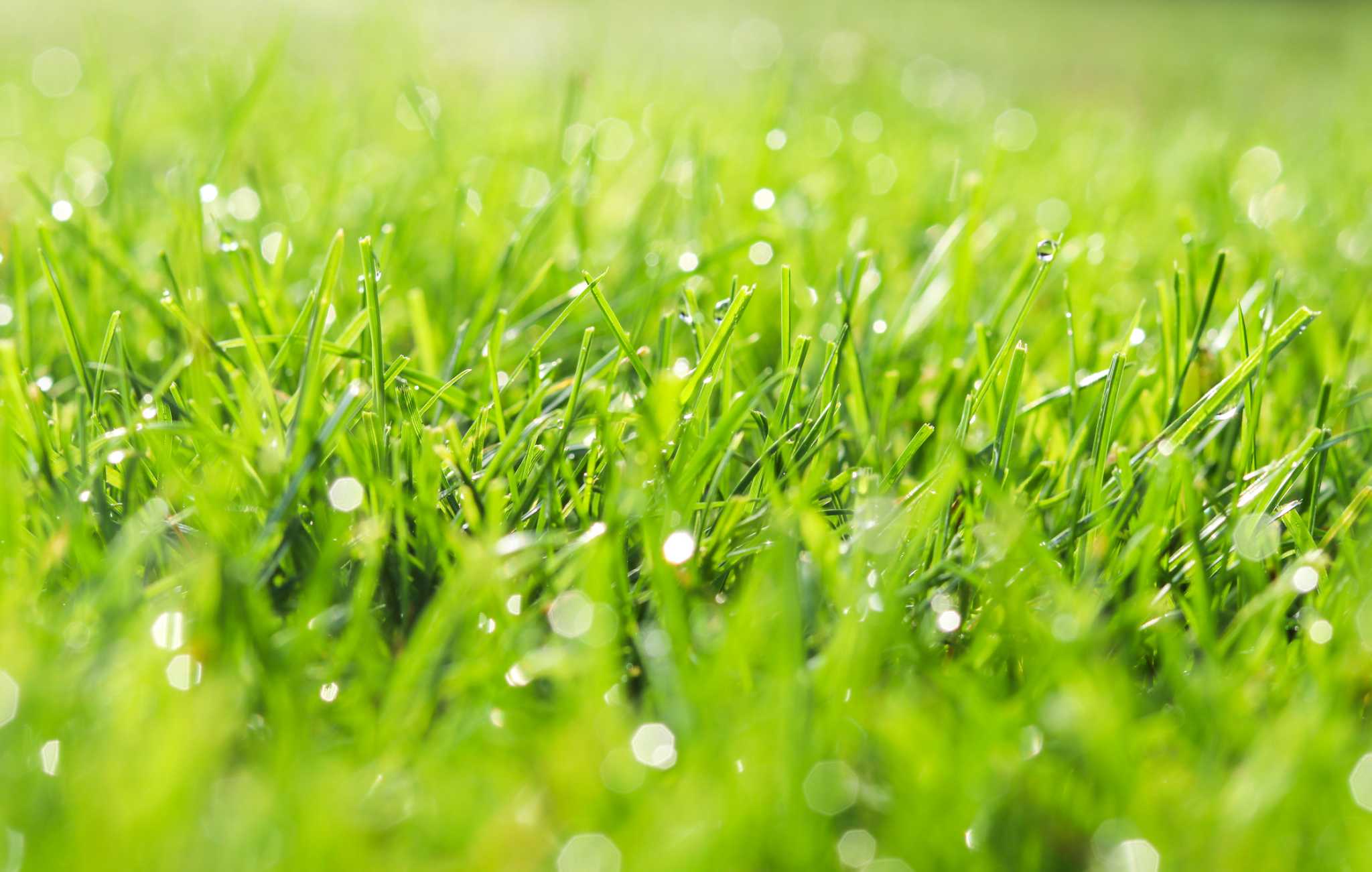 How to Green Up a Lawn Fast