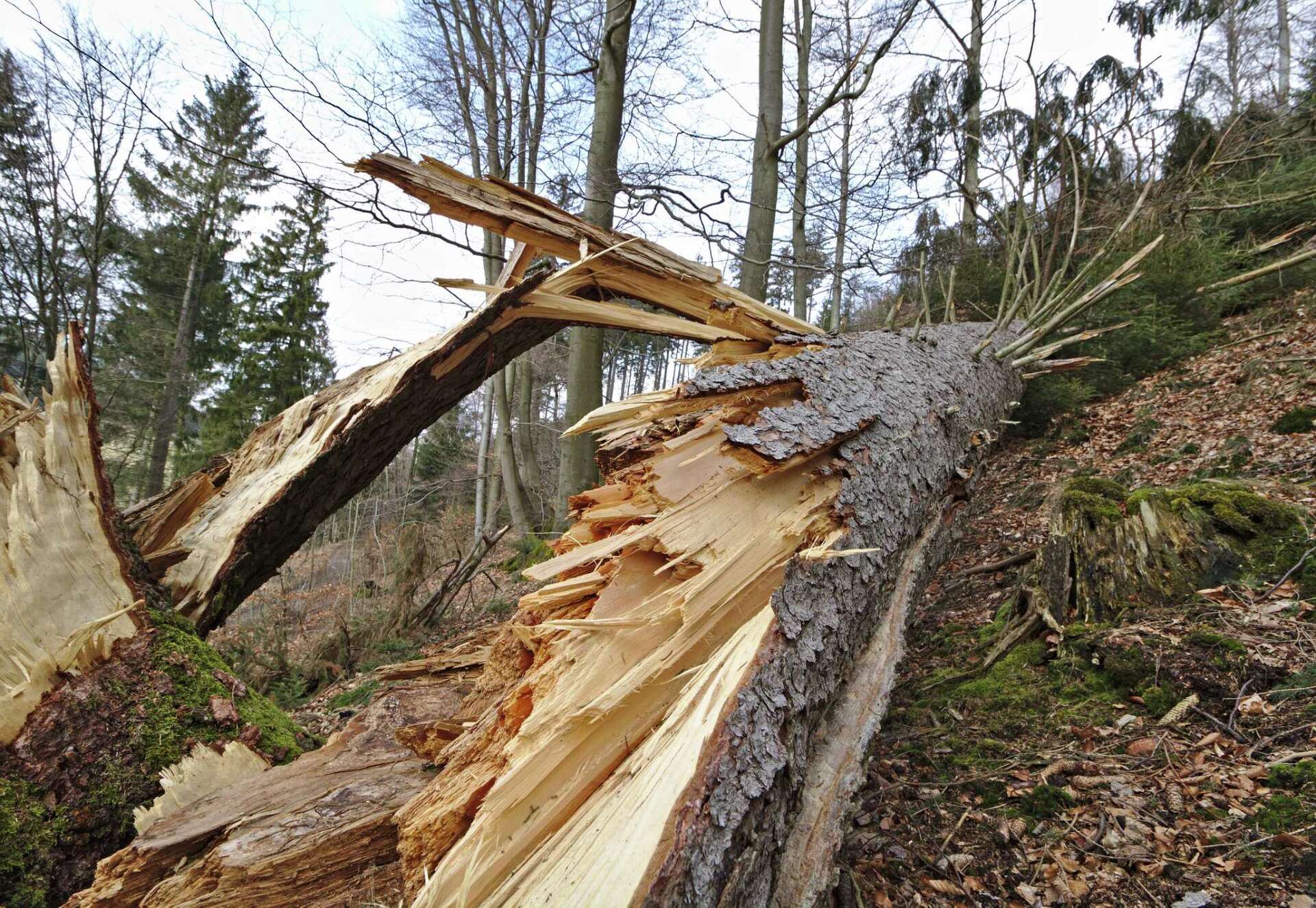 How Can I Save a Tree Limb That Is Cracked but Still Attached?