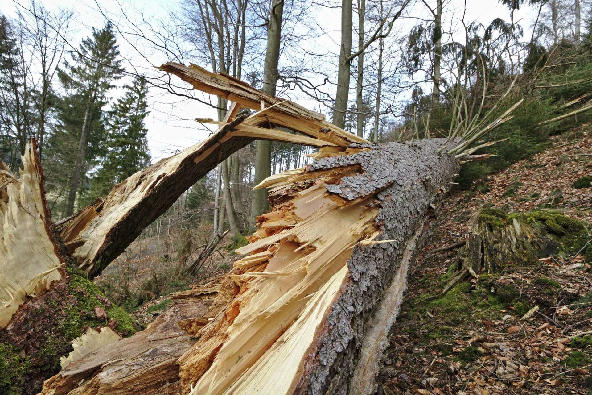 How Can I Save a Tree Limb That Is Cracked but Still Attached?