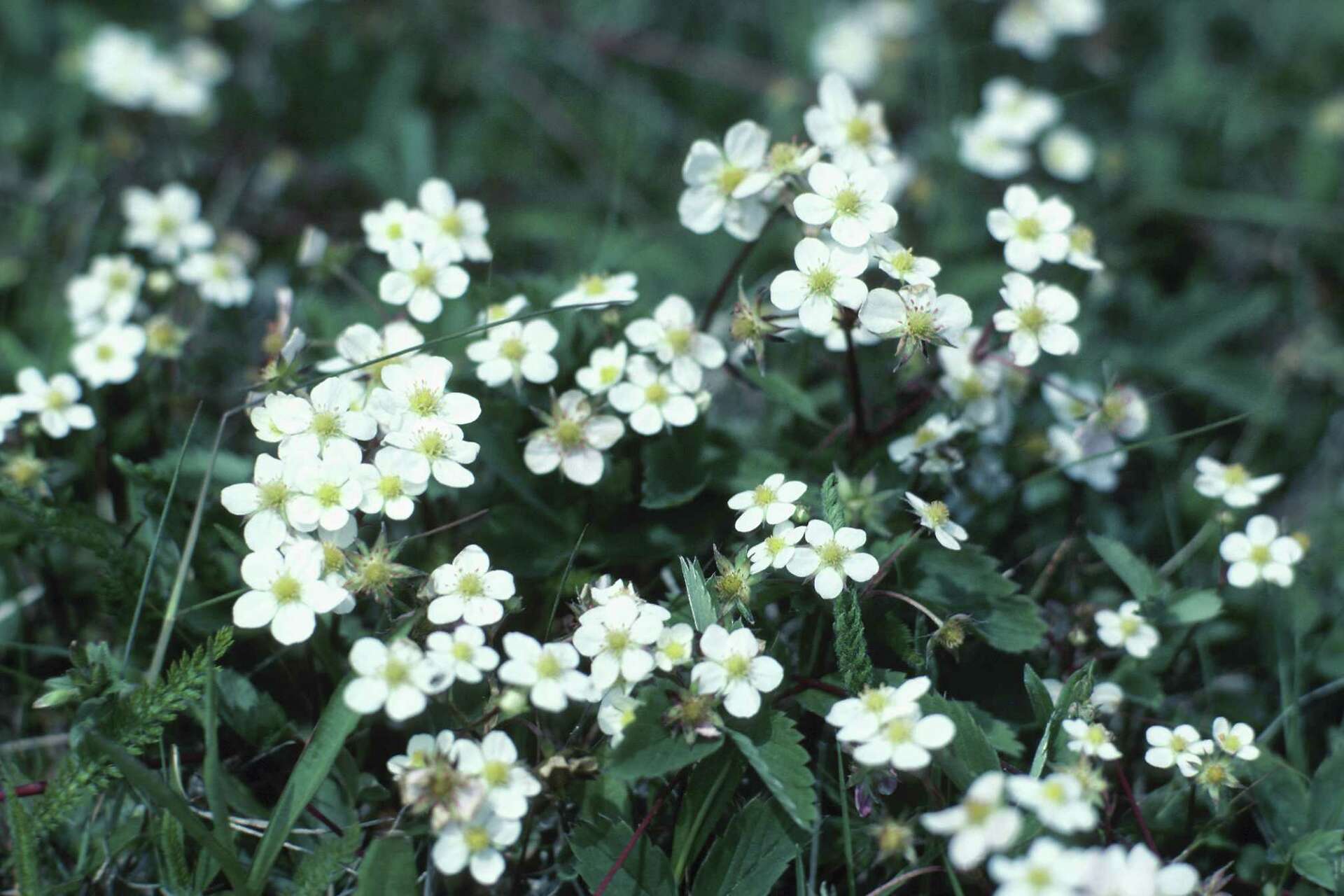 Strawberry Plants That Bloom a Red Color
