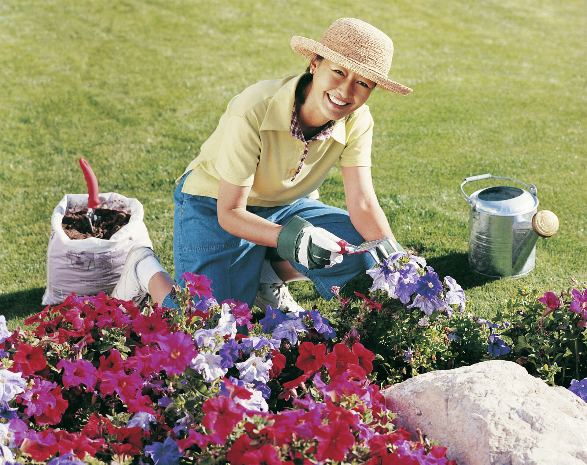 Ground Cover Plants for Under Roses