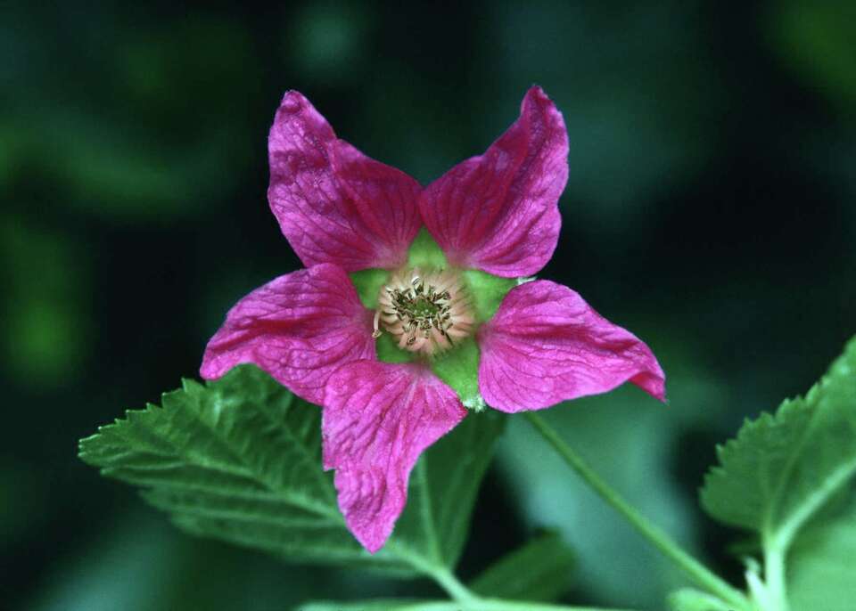 How to Grow Salmonberry Plants