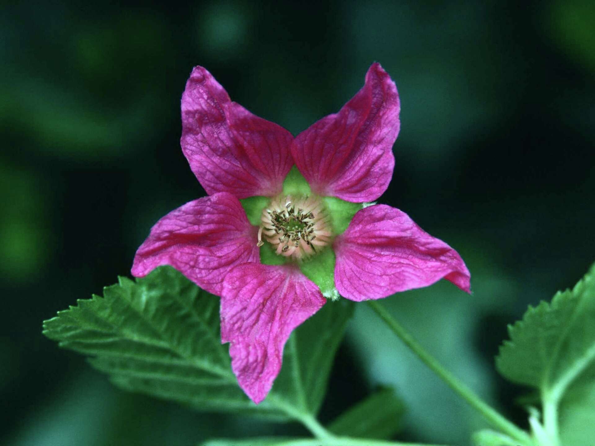 How to Grow Salmonberry Plants