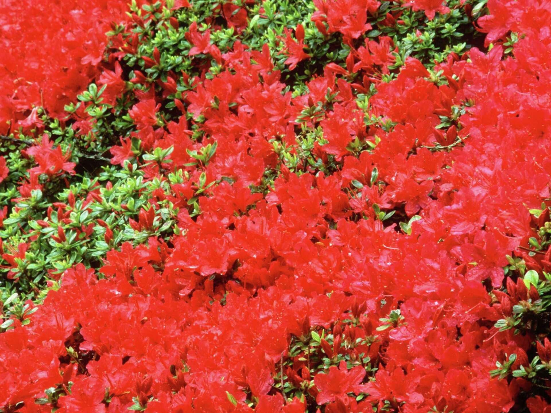 Red Azalea Shrub Facts
