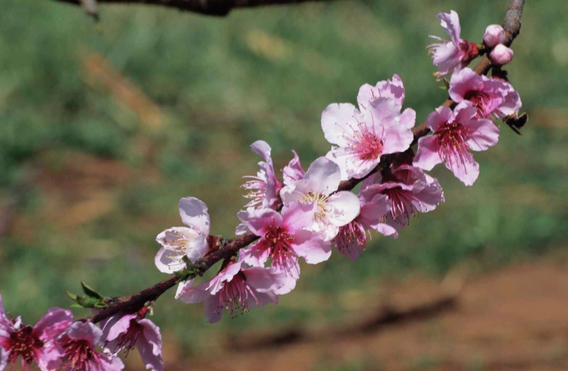 Facts About Weeping Peach Trees