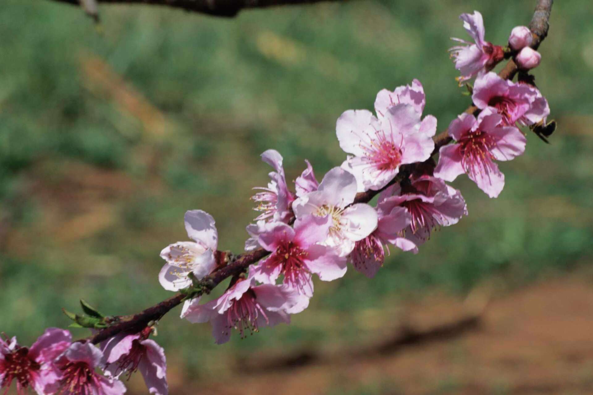 How Often Can You Spray Dormant Spray for Peach Leaf Curl?
