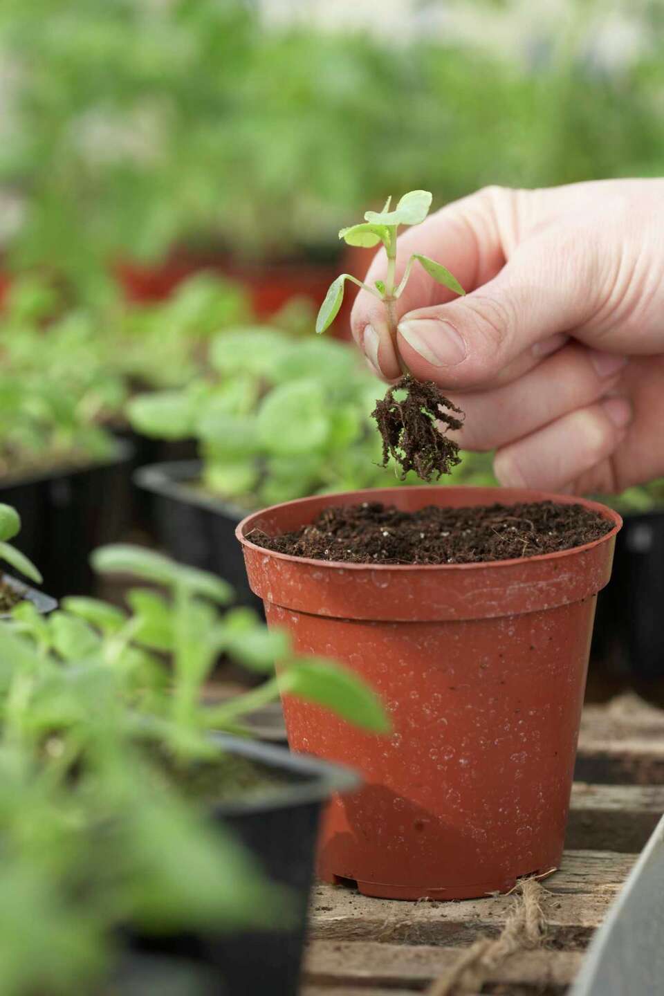 How to Grow African Tulip Tree Seeds
