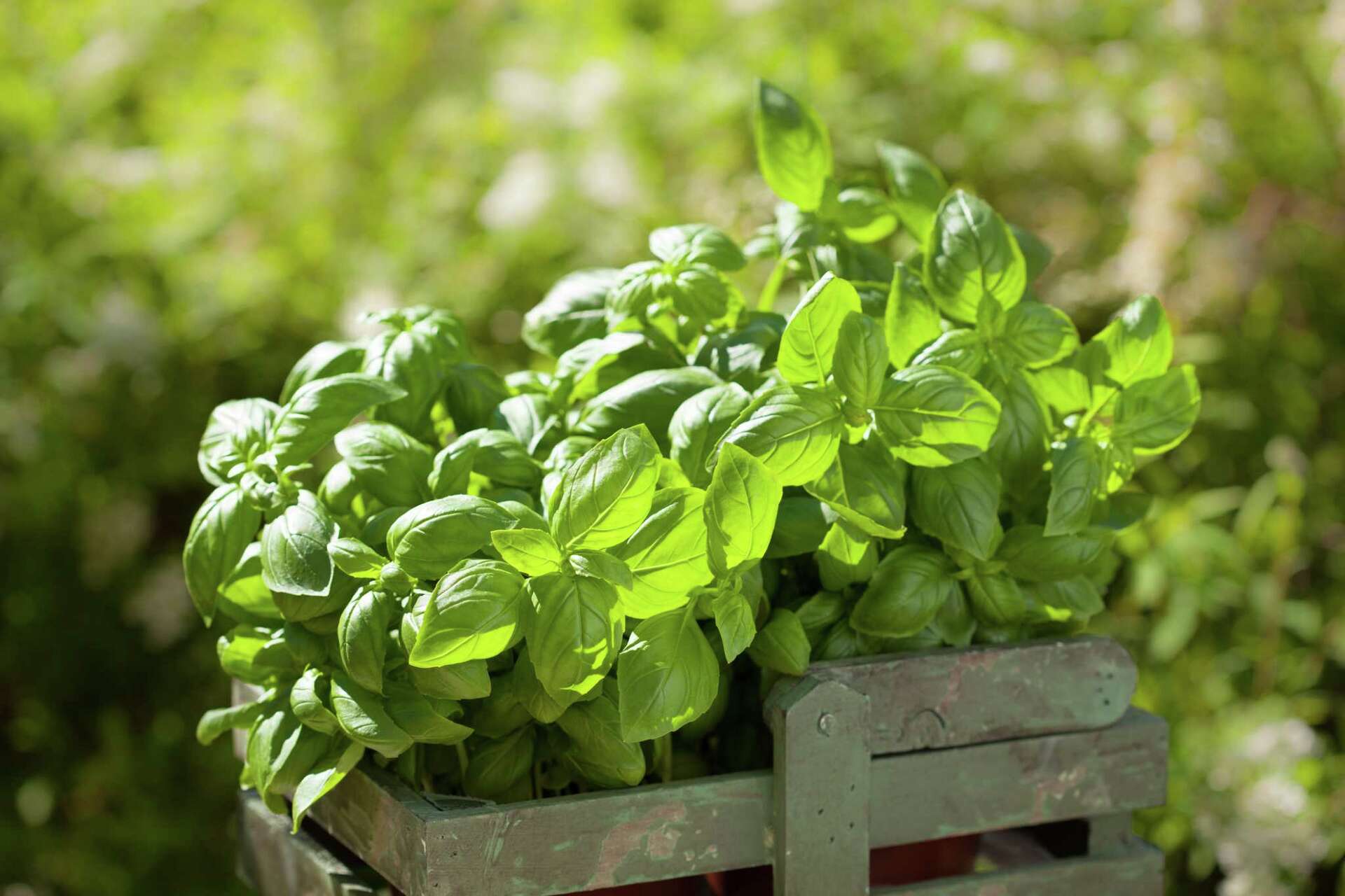 How to Get Rid of Aphids & Whiteflies on Basil