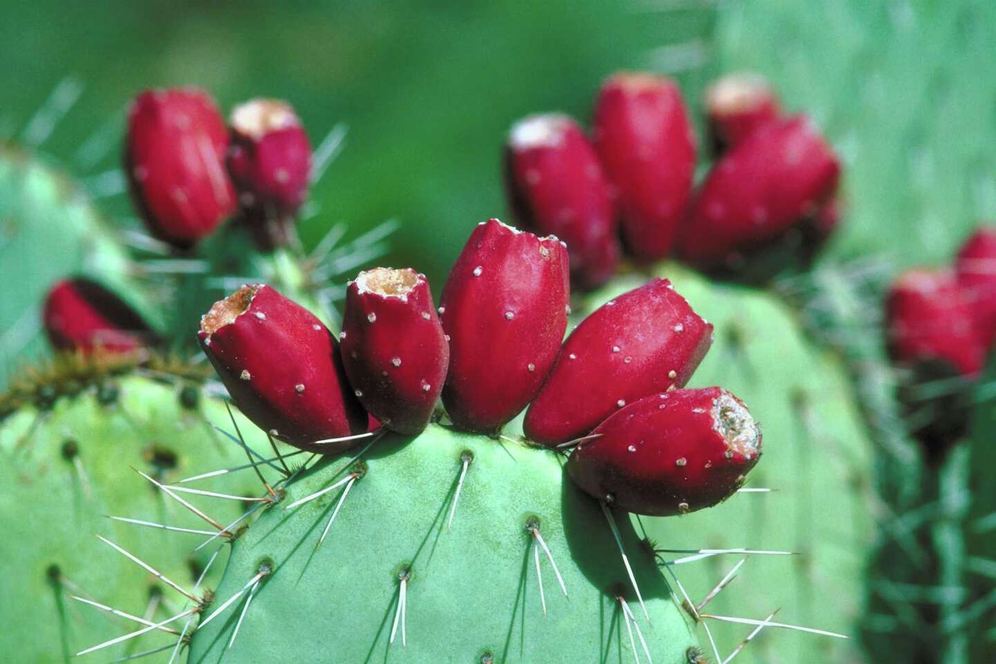 What Are the Spiky Things on a Cactus?