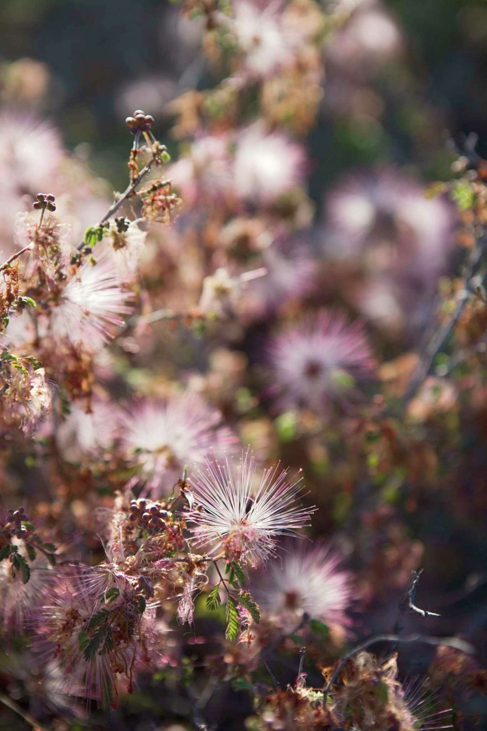 when to prune apache plume