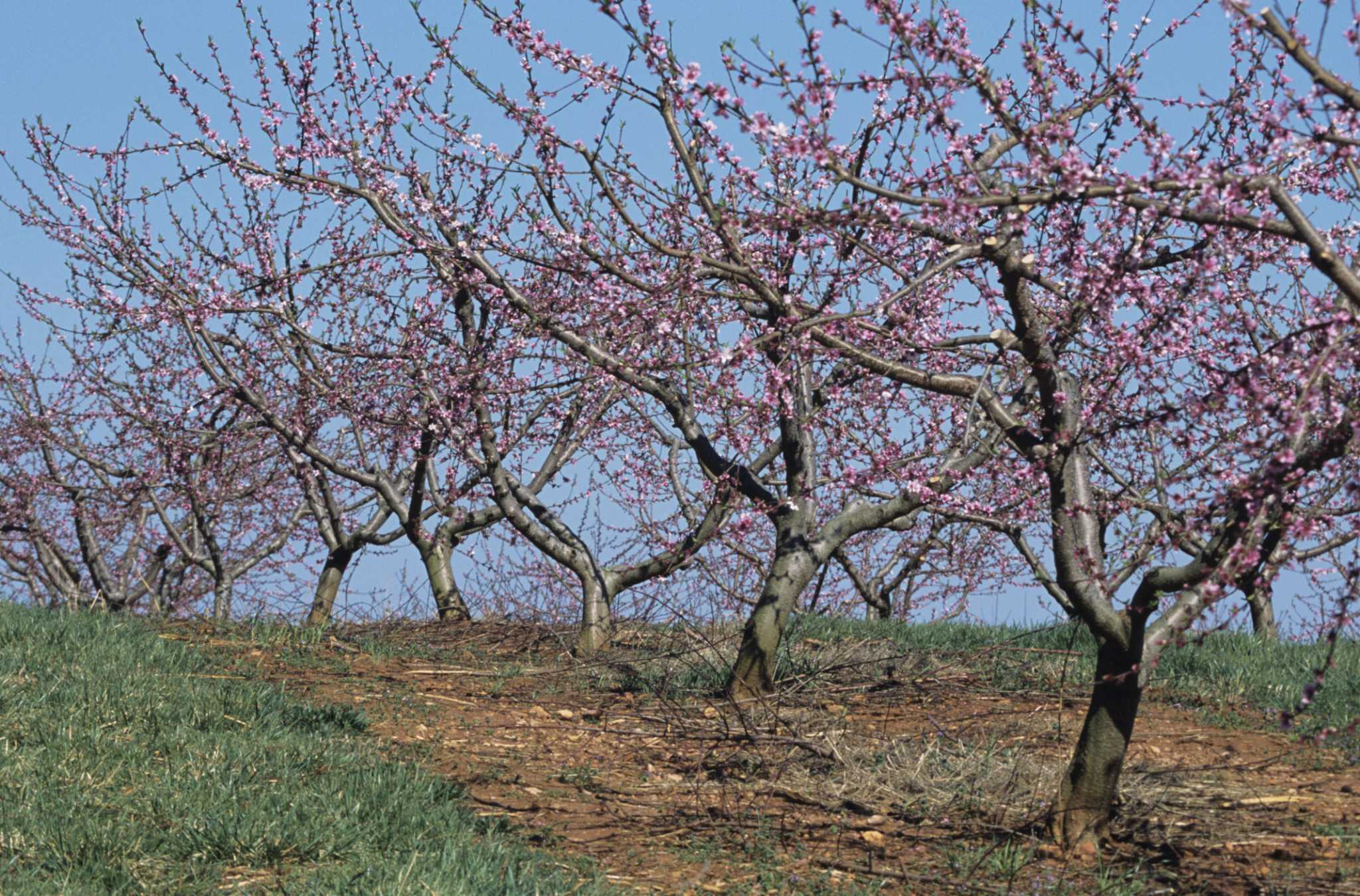 Can Sulfur Spray Be Used on Peach Trees?