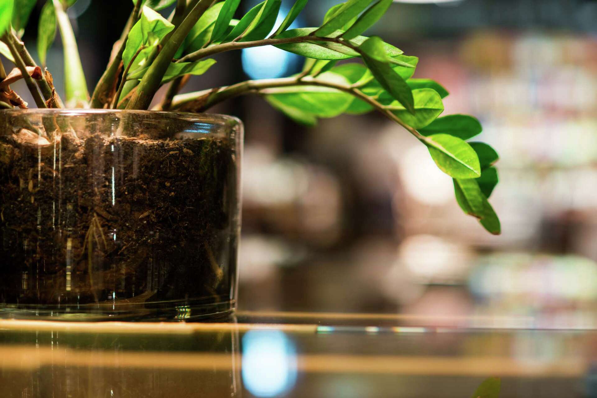 Can Tea Grounds Help a Plant Grow?