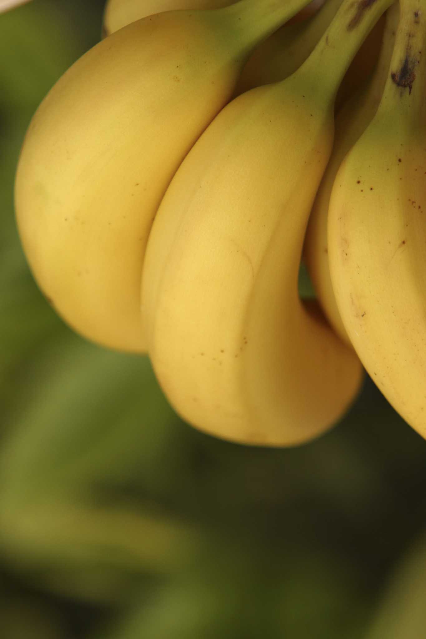 How to Grow Banana Plant Pups
