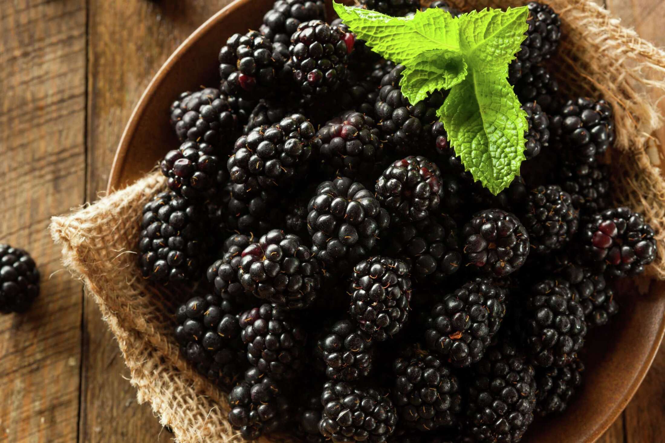 How to Grow Blackberries from Seeds