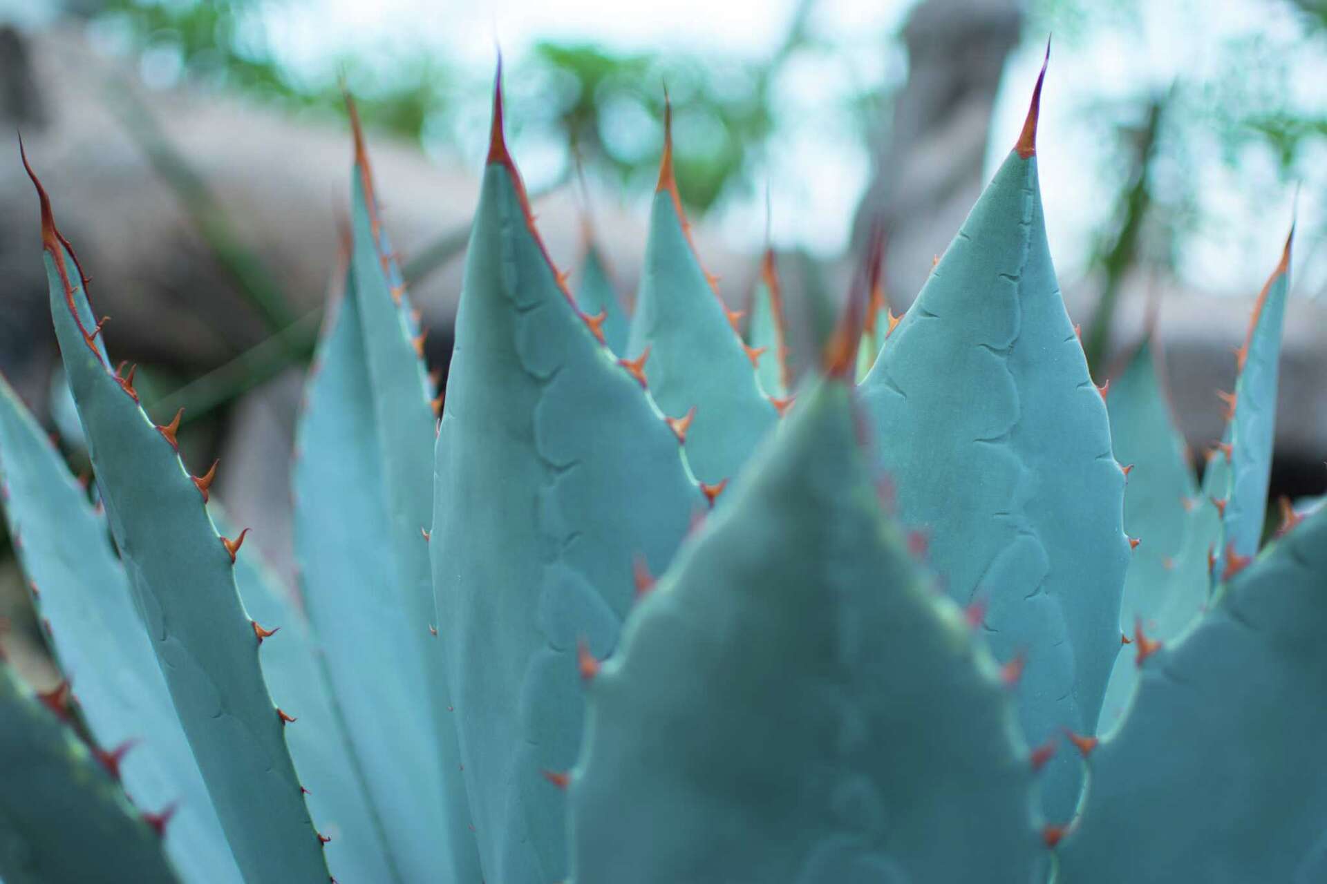 How to Grow Blue Agave