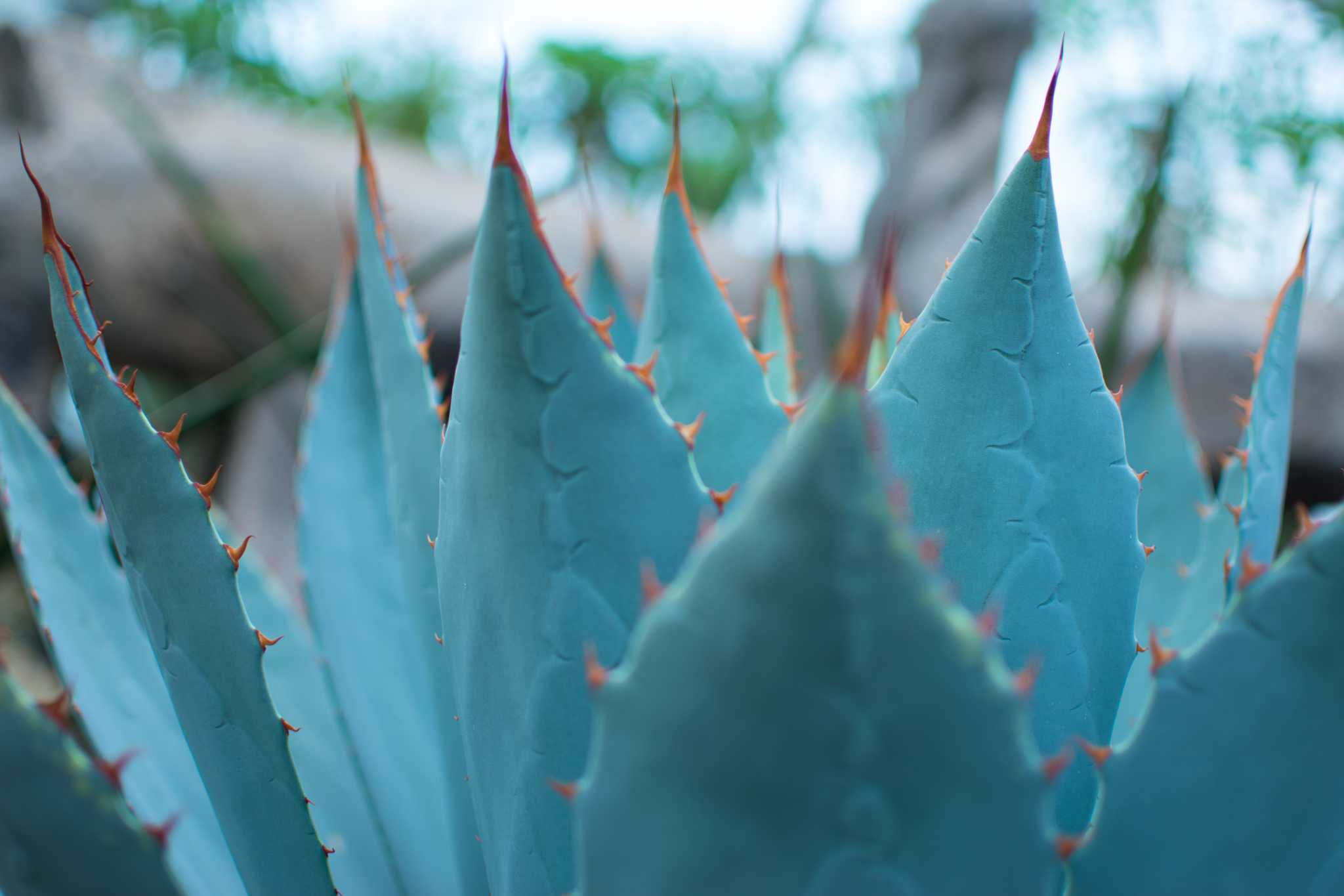 How to Grow Blue Agave
