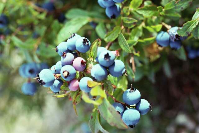 How to Prune a 3-Year-Old Blueberry Bush