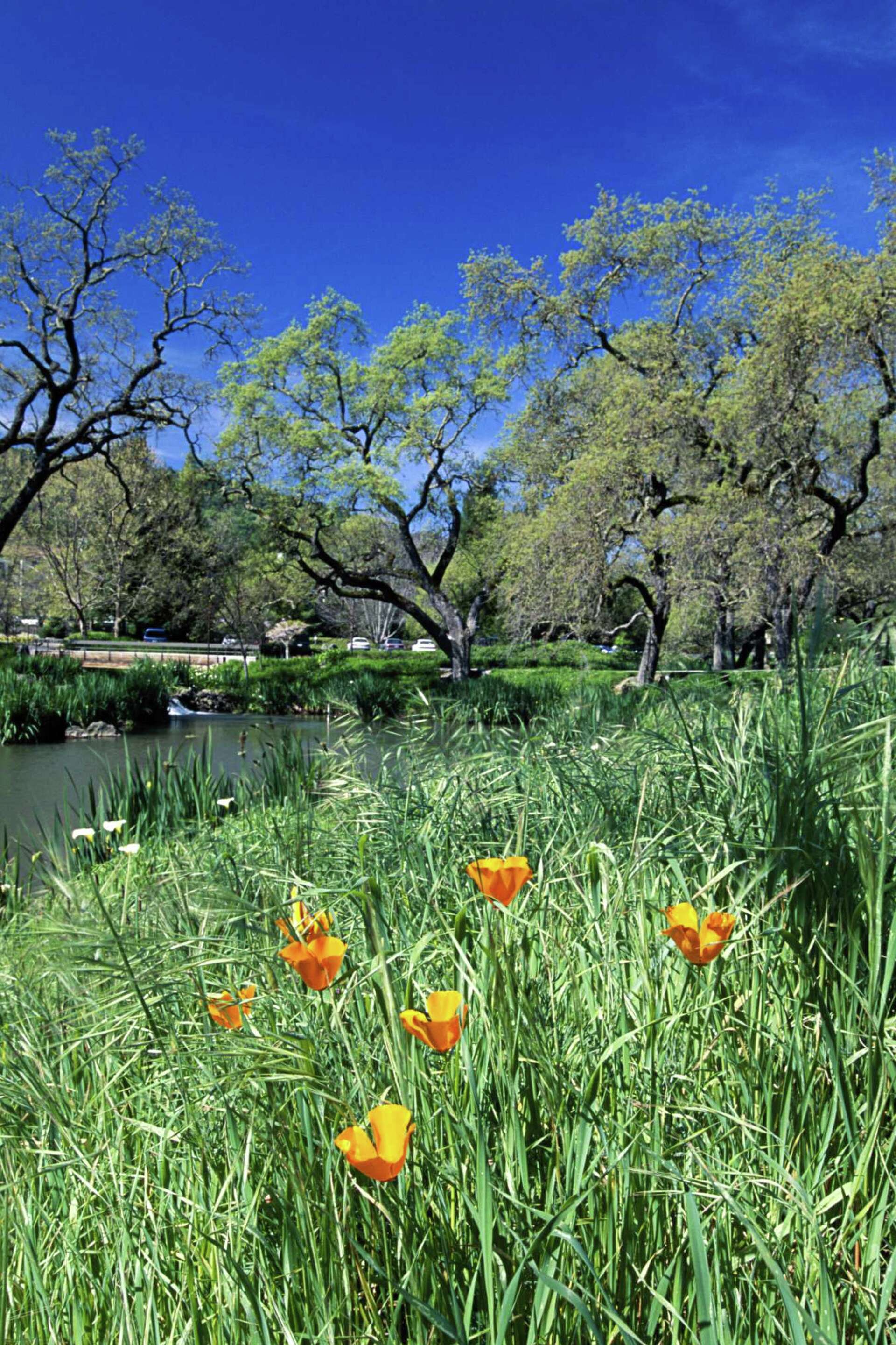 Plants to Stop Erosion on Creek Banks