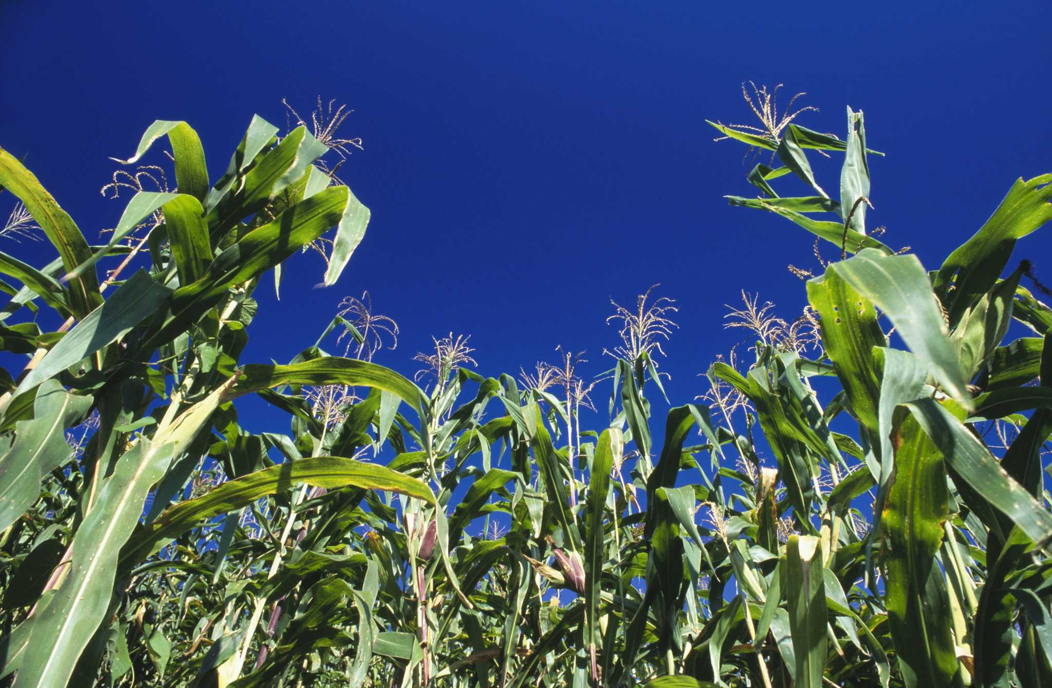 Can Two Different Types of Sweet Corn Cross Pollinate?