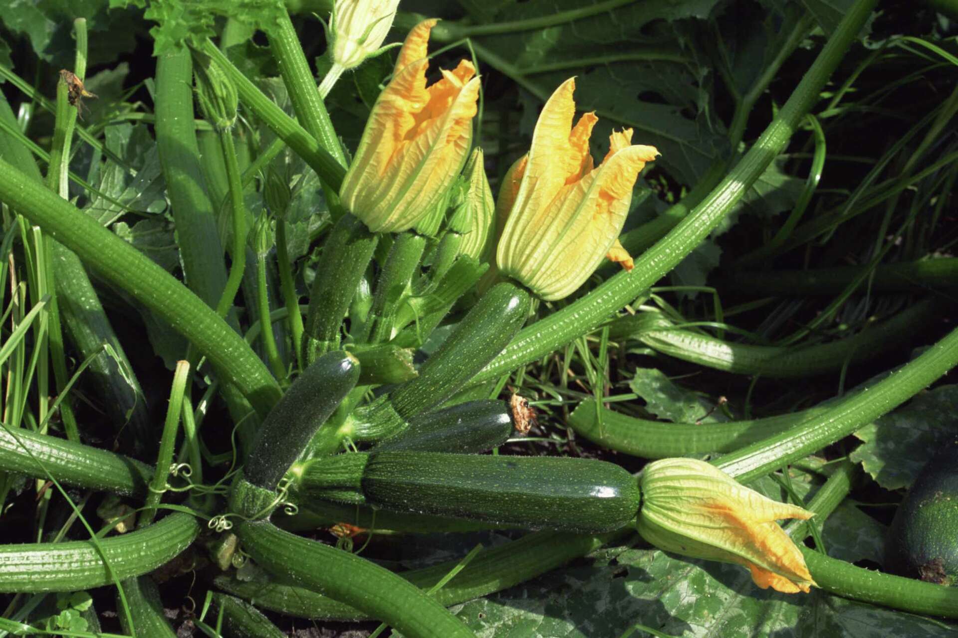 How to Grow Bush Zucchini