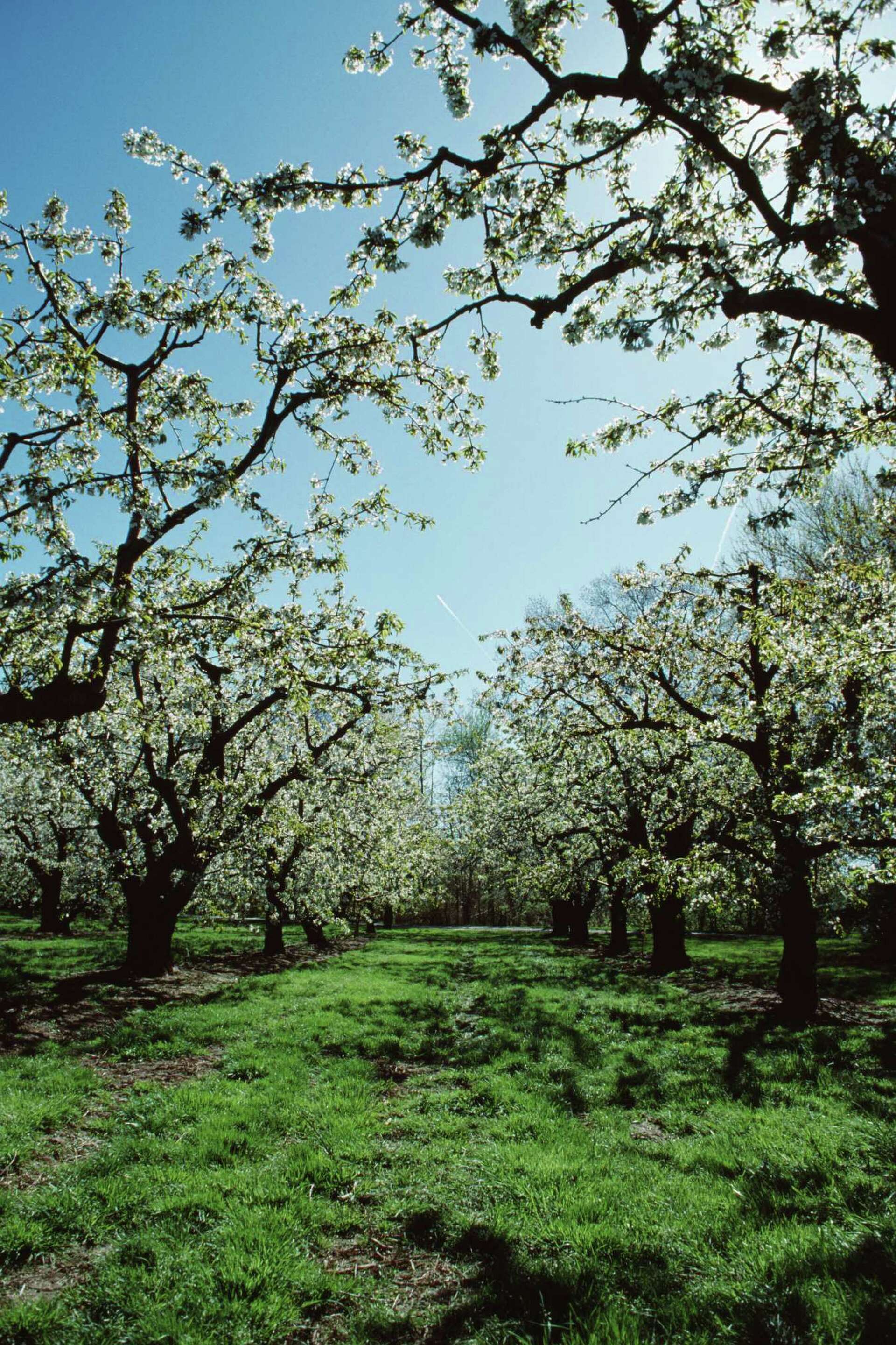 Do Pear Trees Go Dormant?