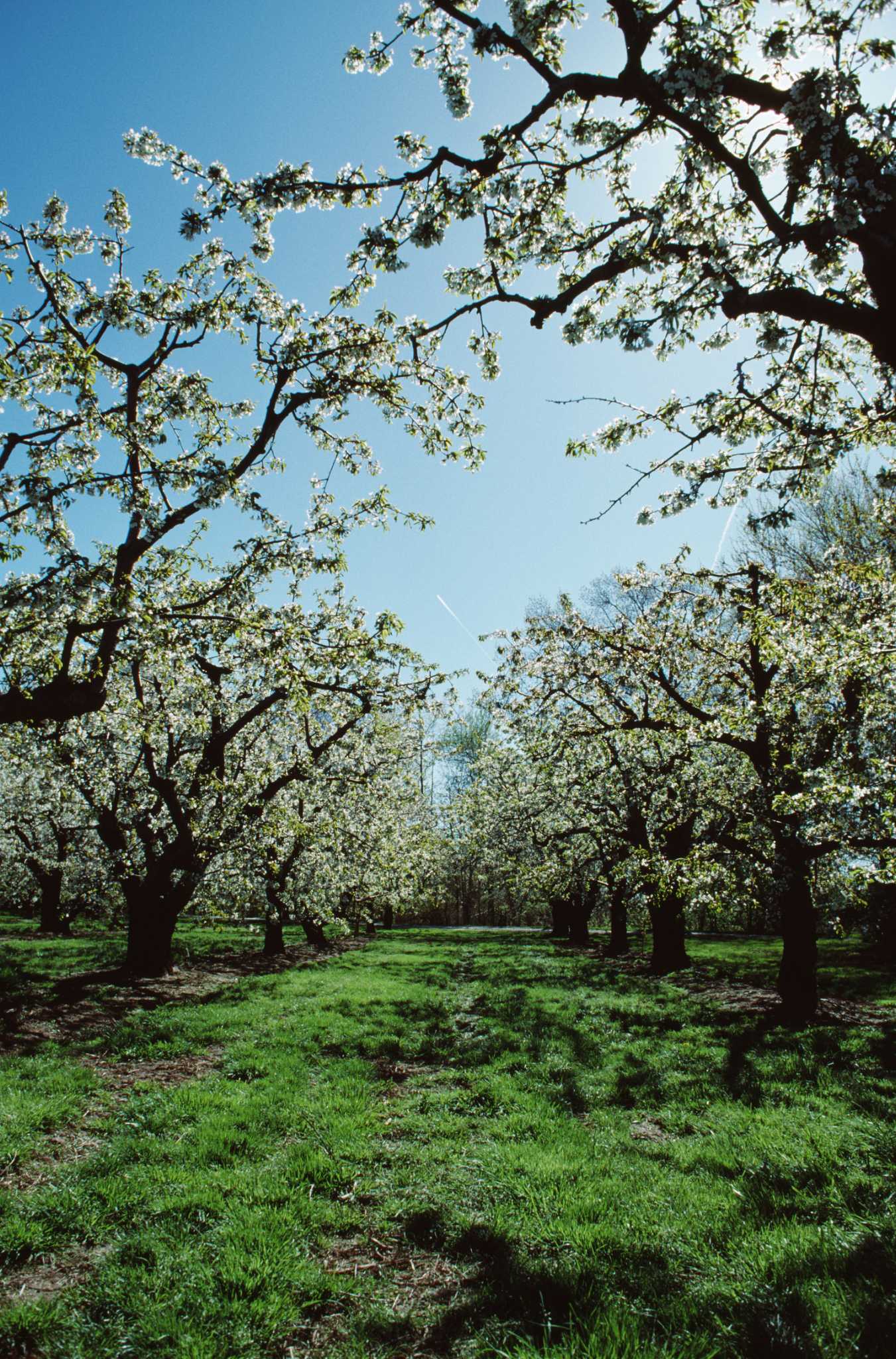 How to Root a Cutting from a Pear Tree
