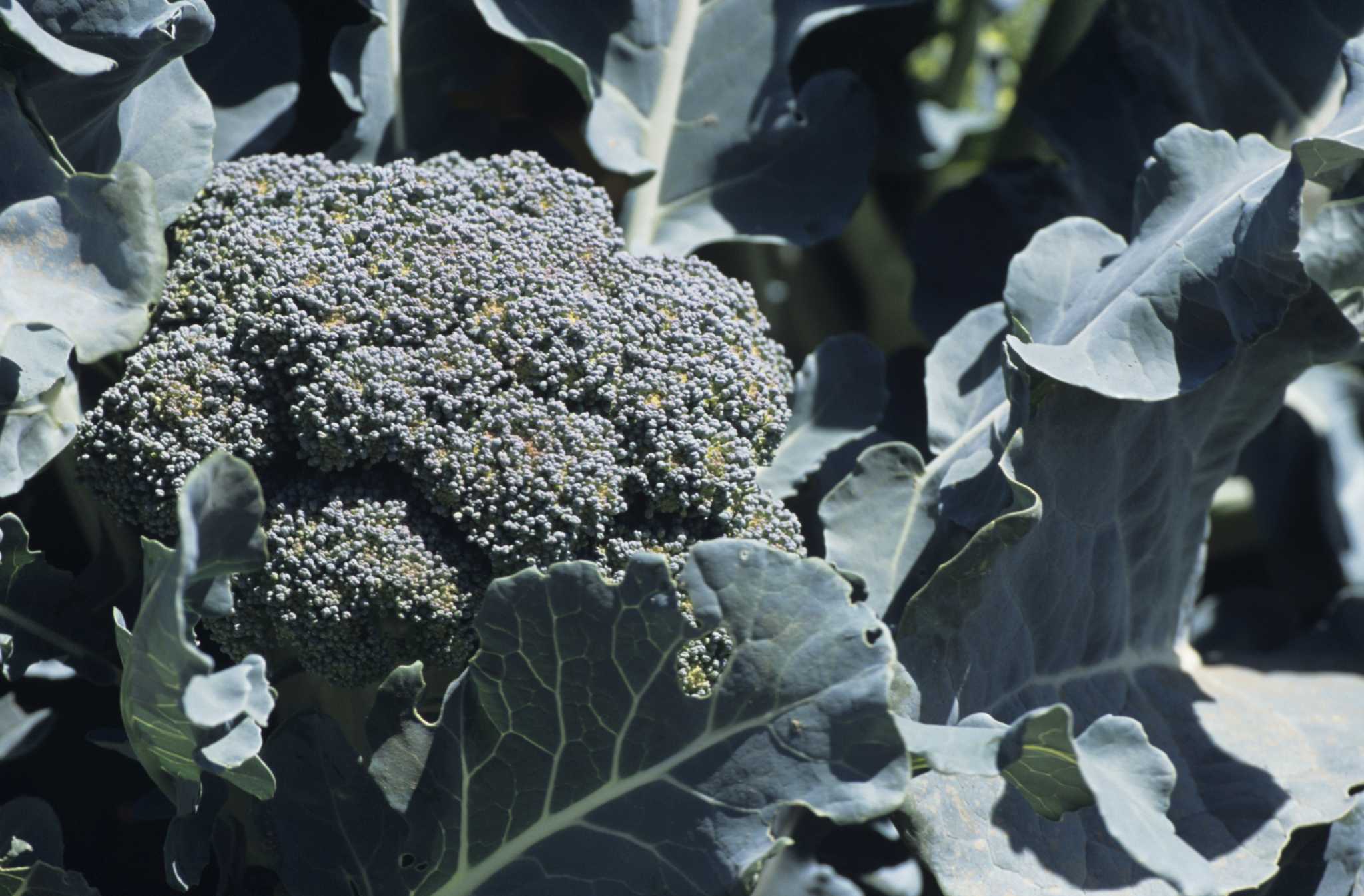 How to Grow Calabrese Broccoli