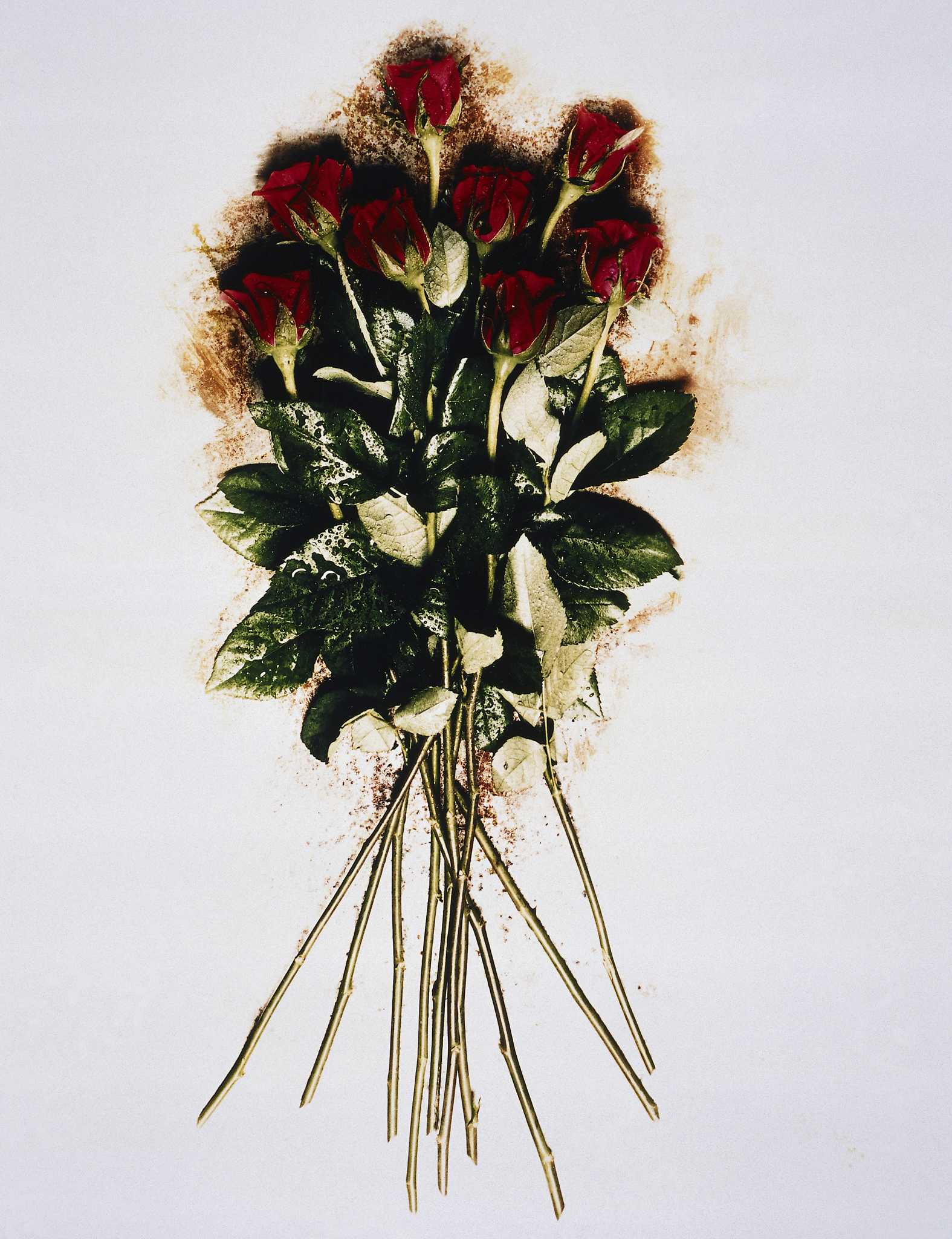 How to Grow & Care for Long-Stemmed Red Roses