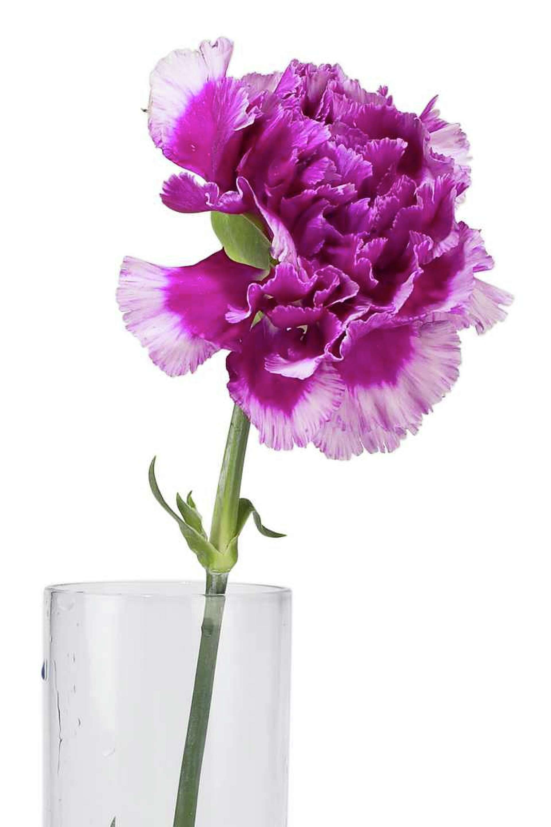 How to Preserve Calla Lilies