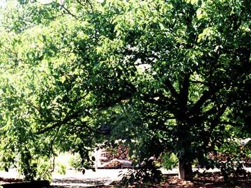 How to Grow Carpathian Walnut Trees