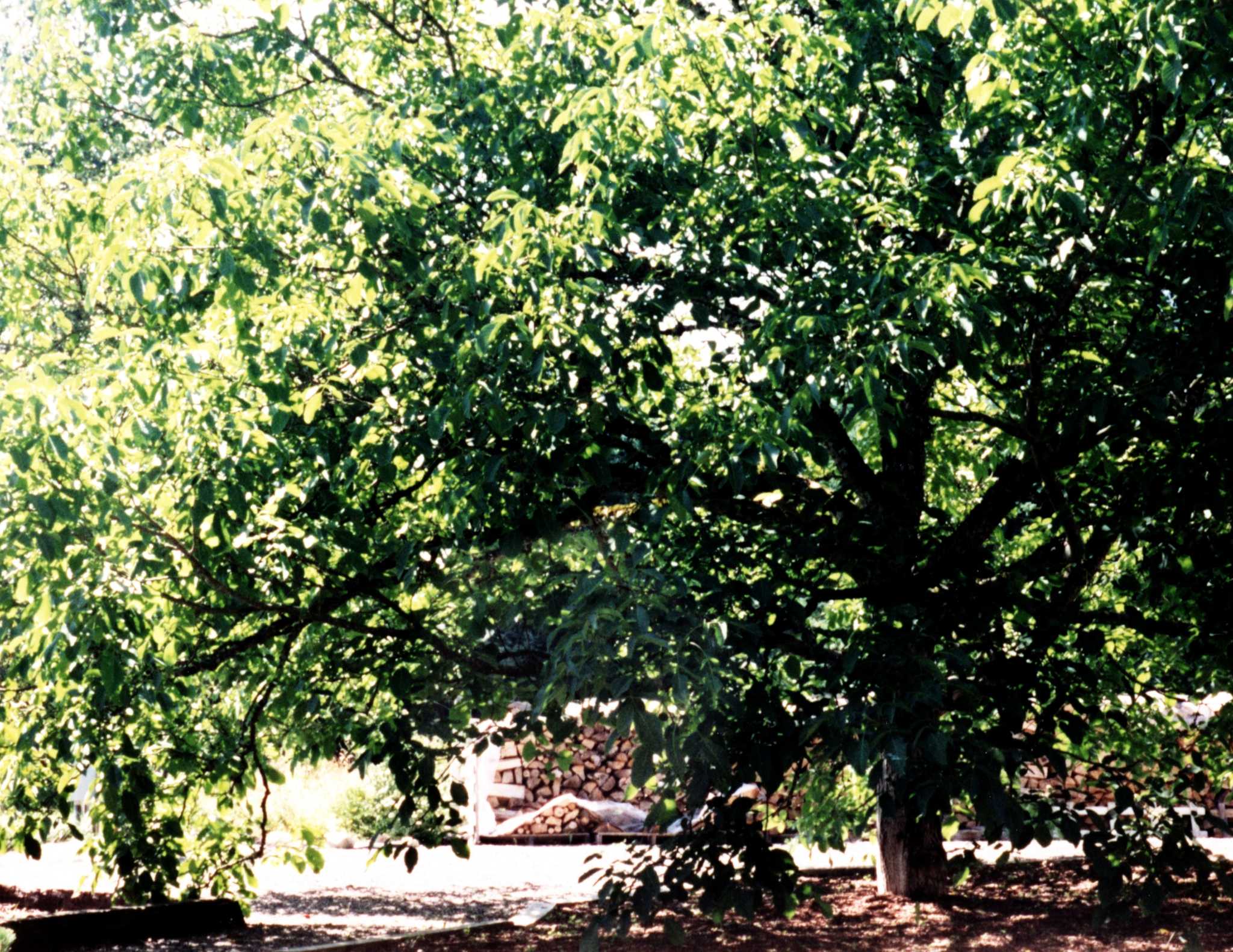 How to Transplant an English Walnut