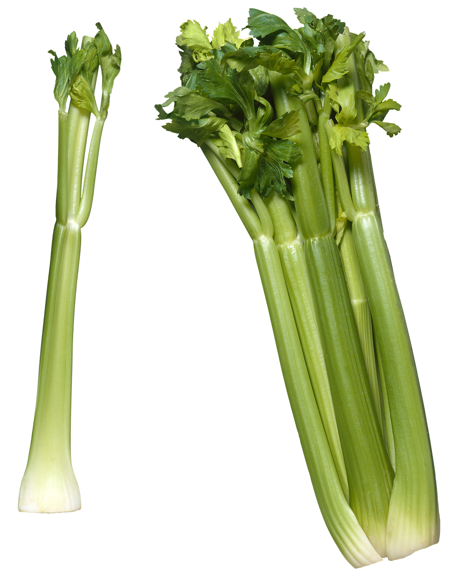 How to Grow Celery in Hot Regions