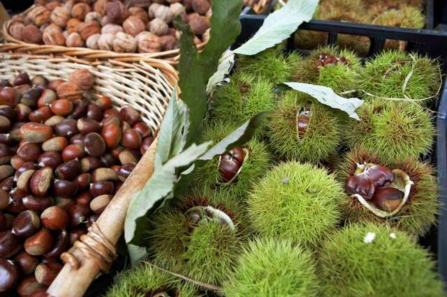 How to Grow Chestnuts From Cuttings