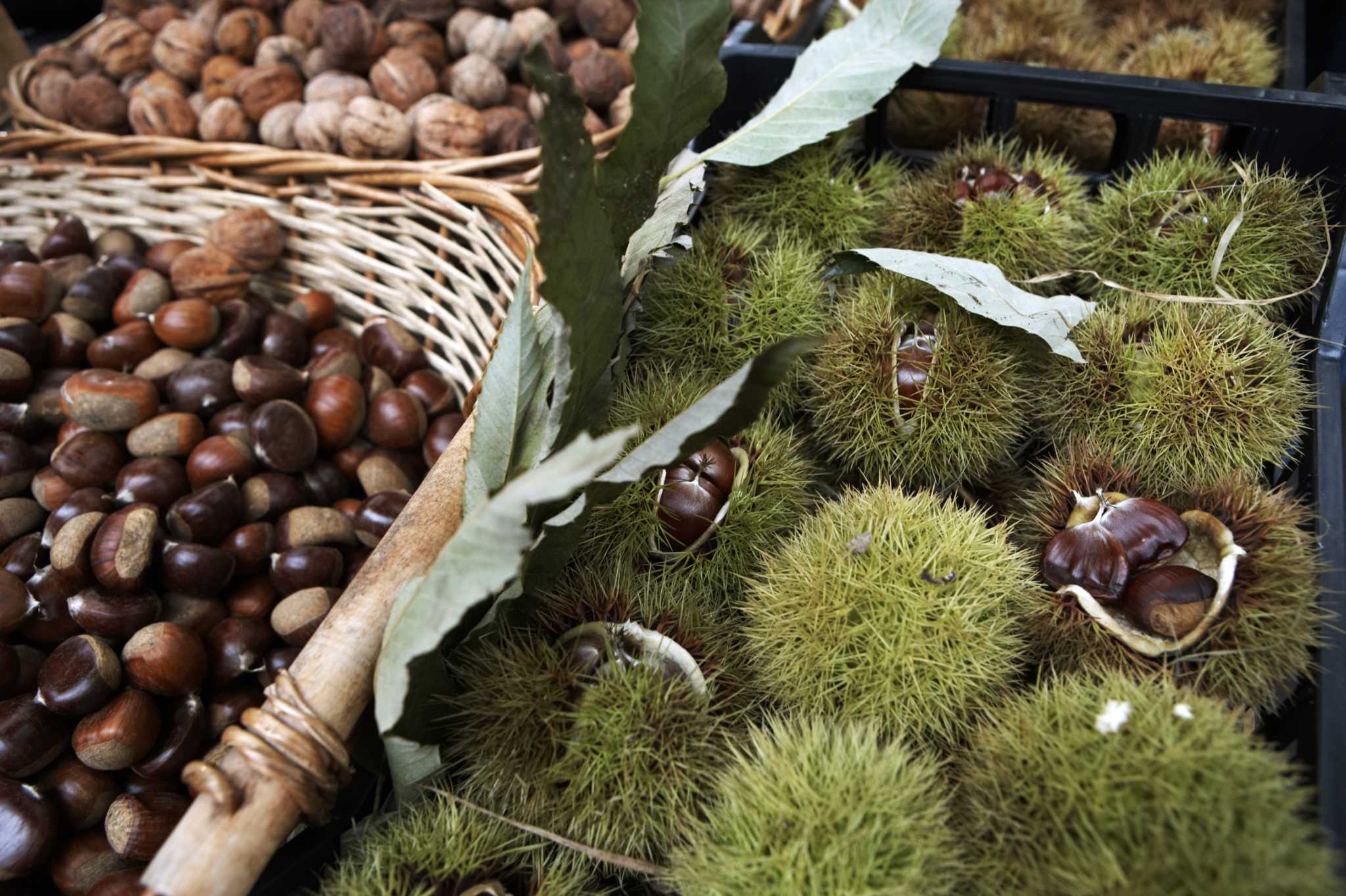How to Grow Chestnuts From Cuttings