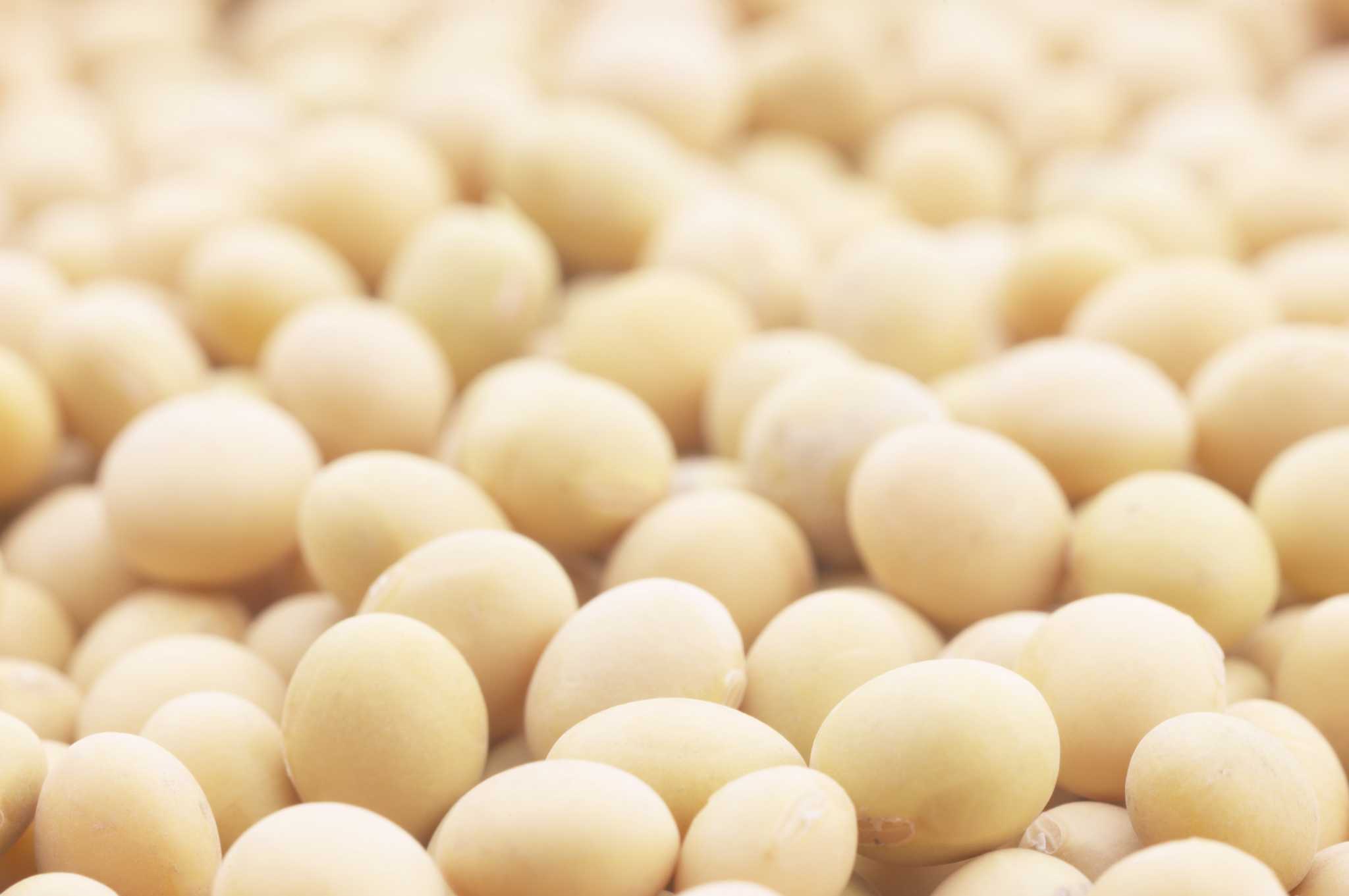 How to Harvest Chickpeas