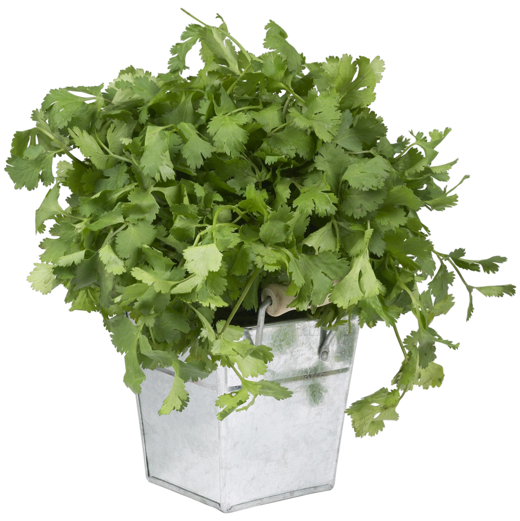 How to Grow Mexican Cilantro