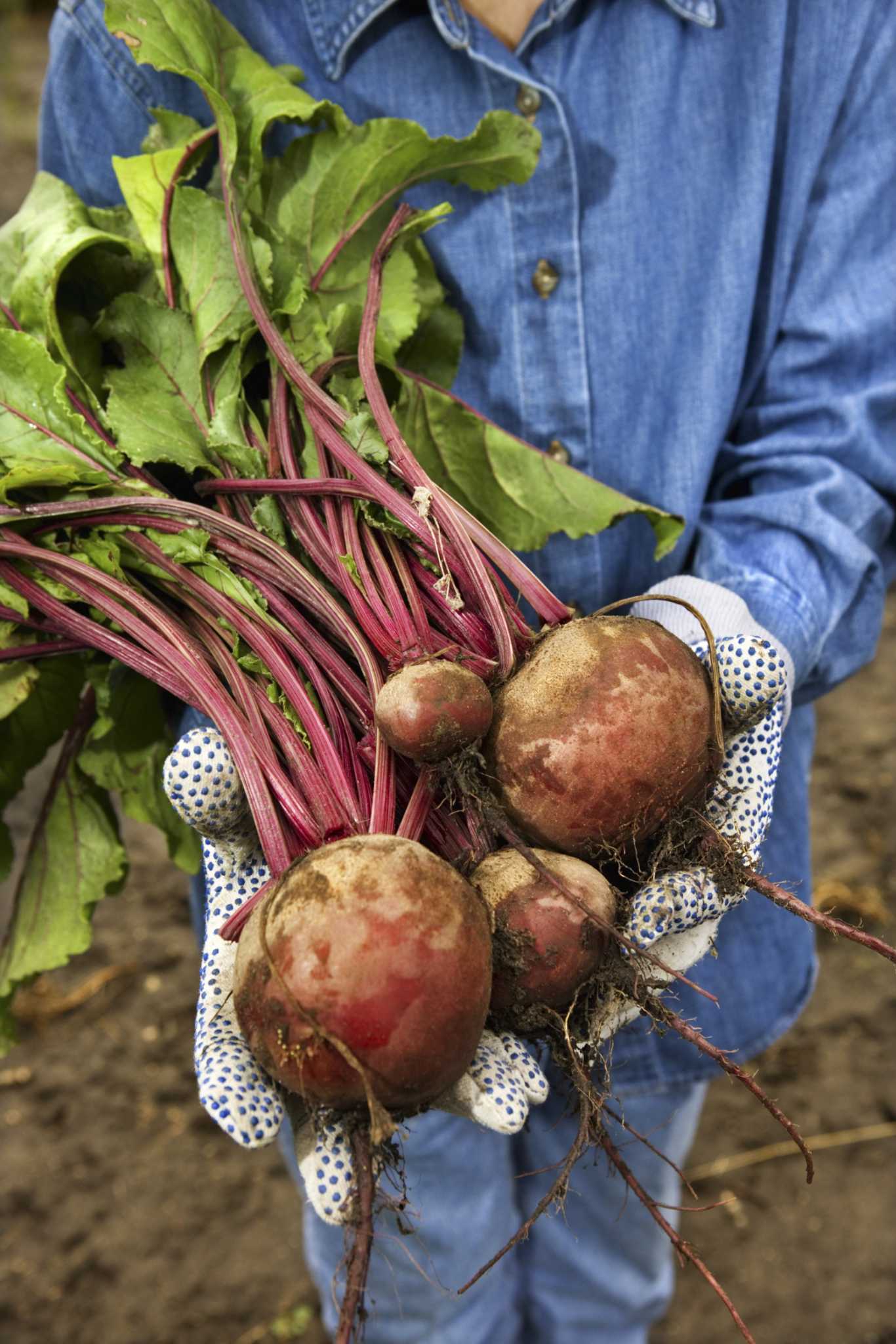 How to Grow Collards and Turnips