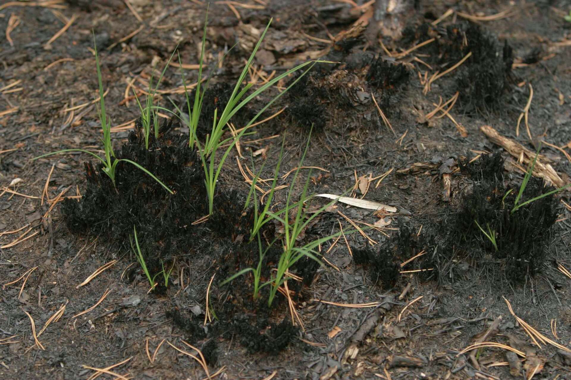 How to Grow Conifers From Seed