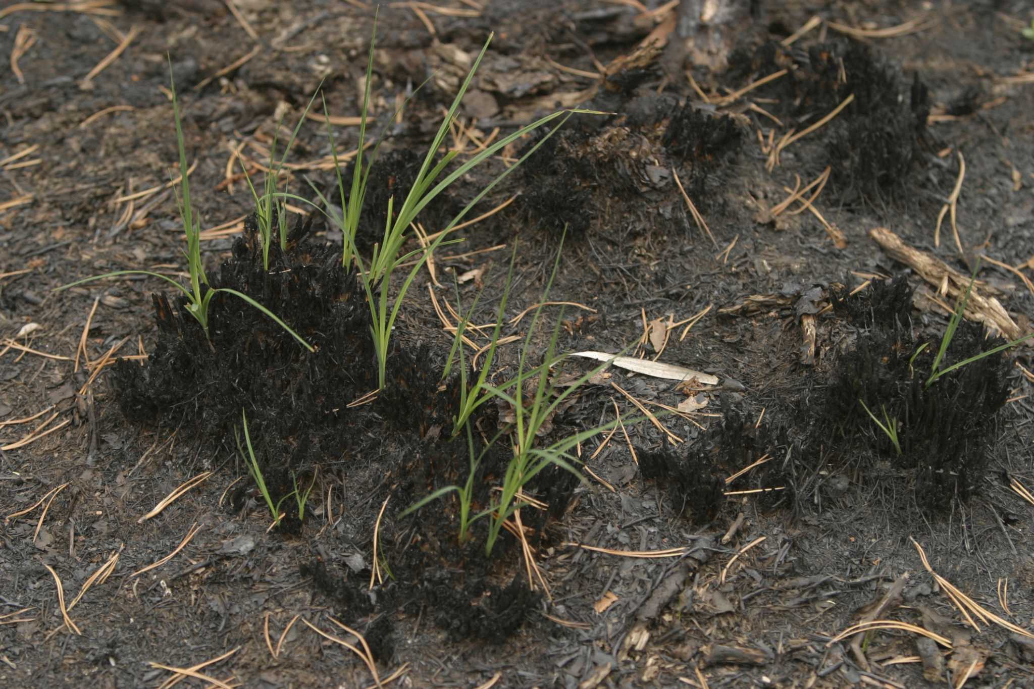 How to Grow Conifers From Seed
