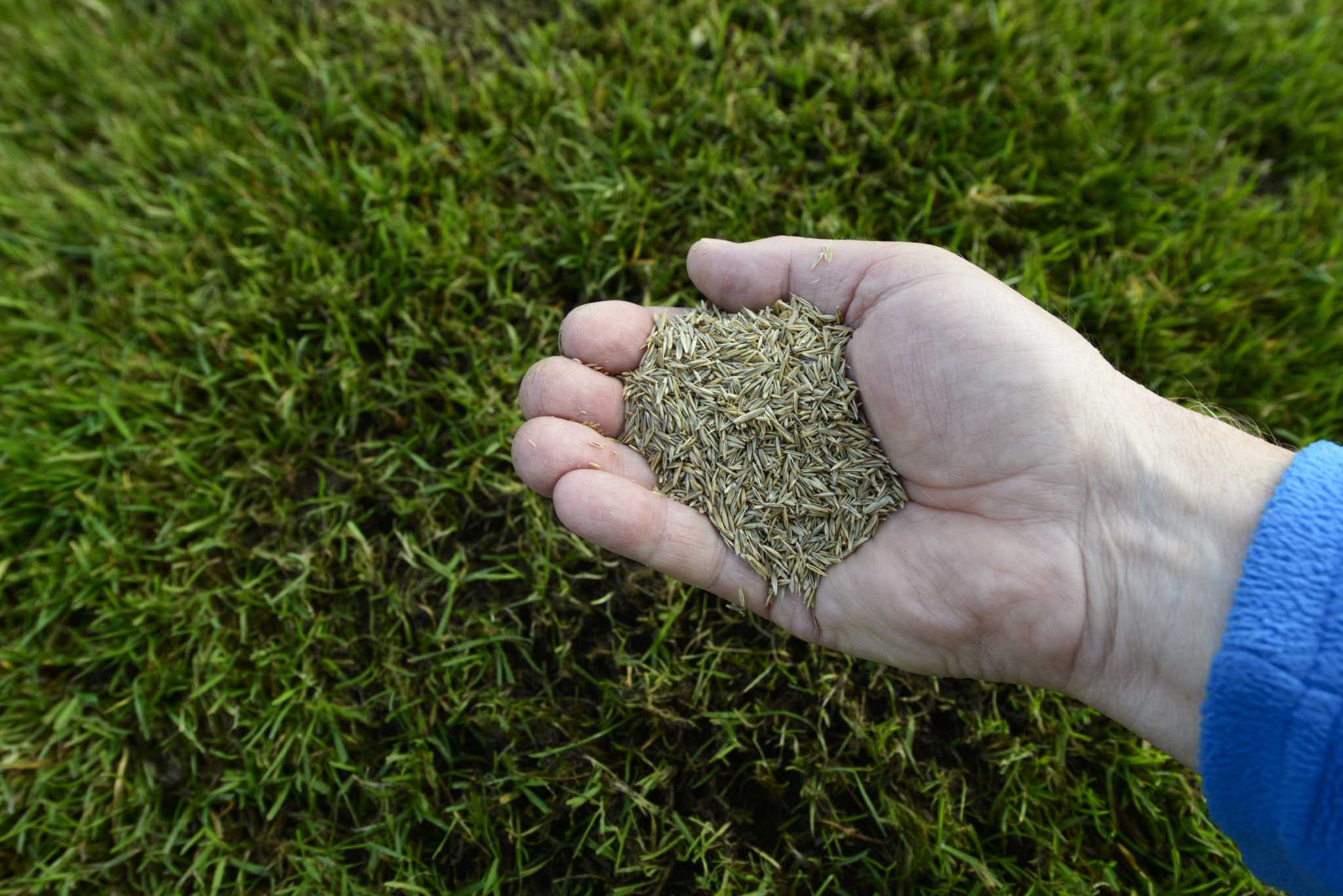 Can Yellow Sod That Is Newly Laid Recover?