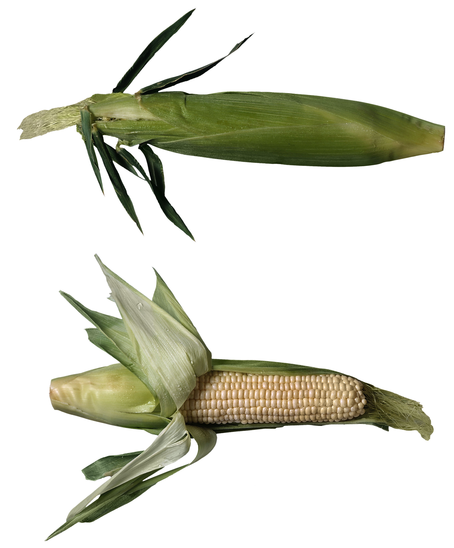 How to Grow Corn in an Earthbox