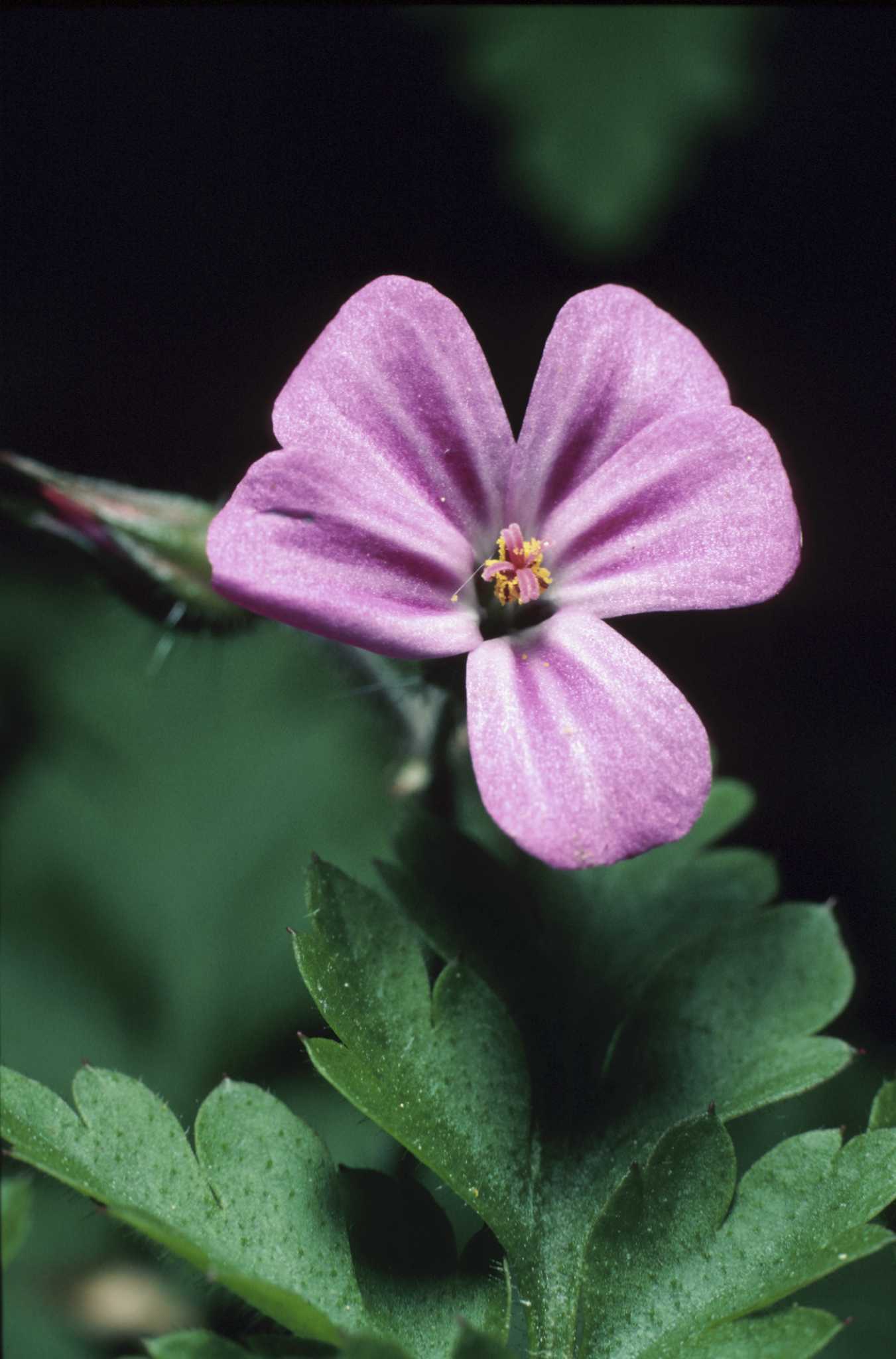 How to Grow Cranesbill Geraniums