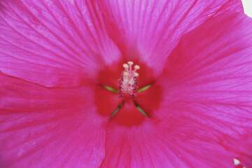 Cape Mallow Plant Characteristics