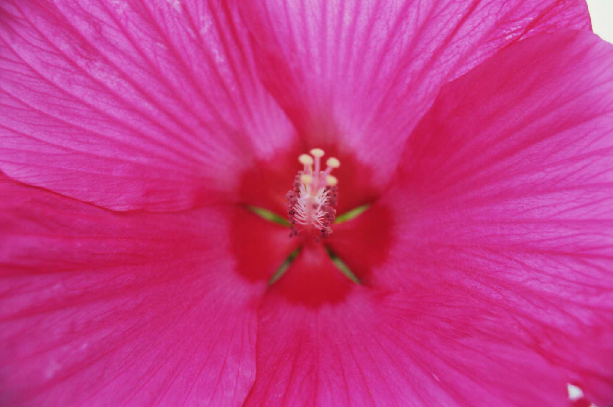 Cape Mallow Plant Characteristics