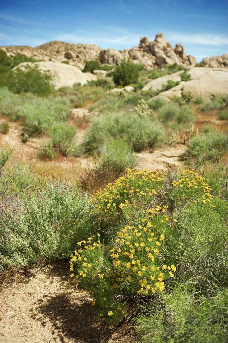 How to Grow Creosote Bushes from Seeds