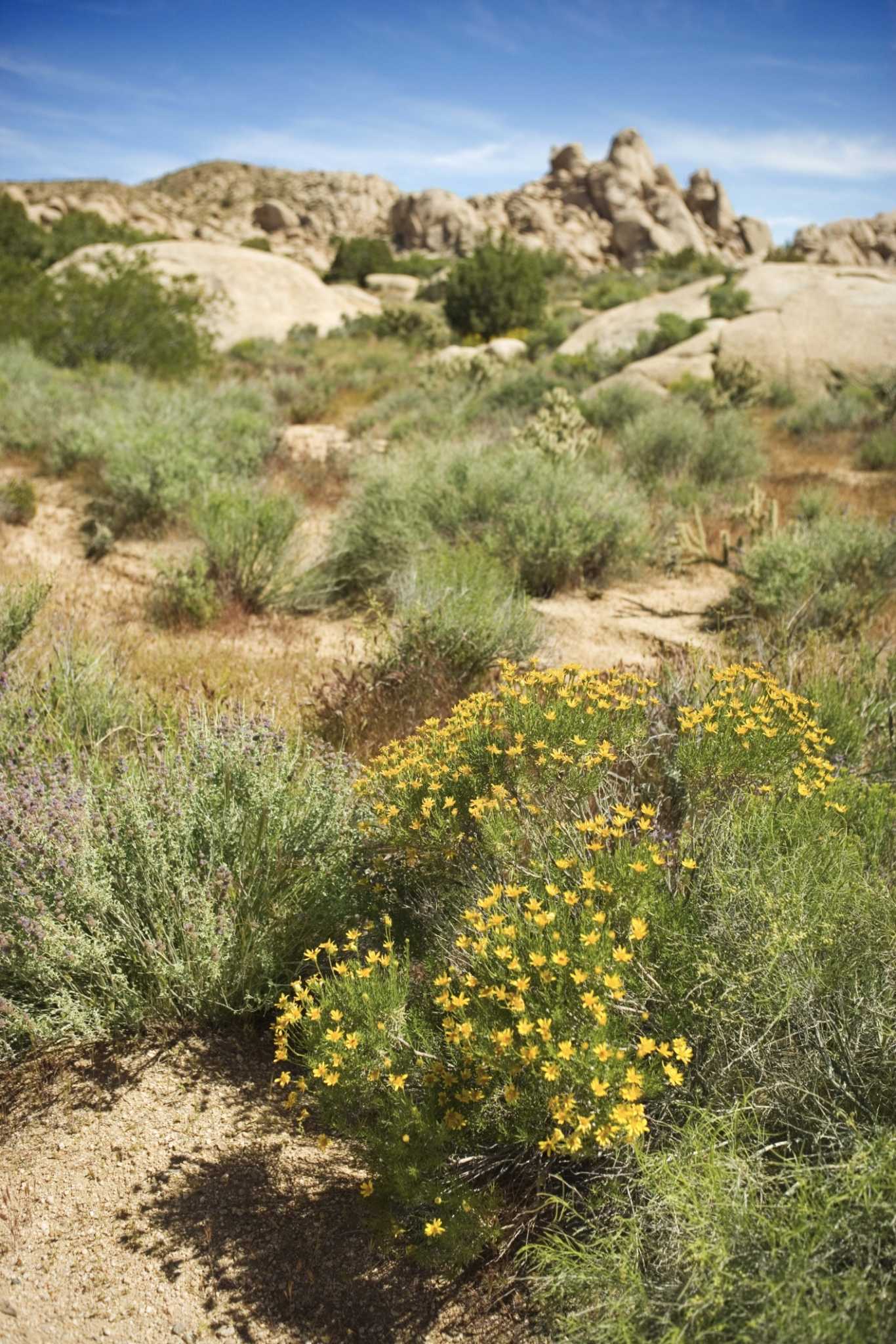 How to Grow Creosote Bushes from Seeds